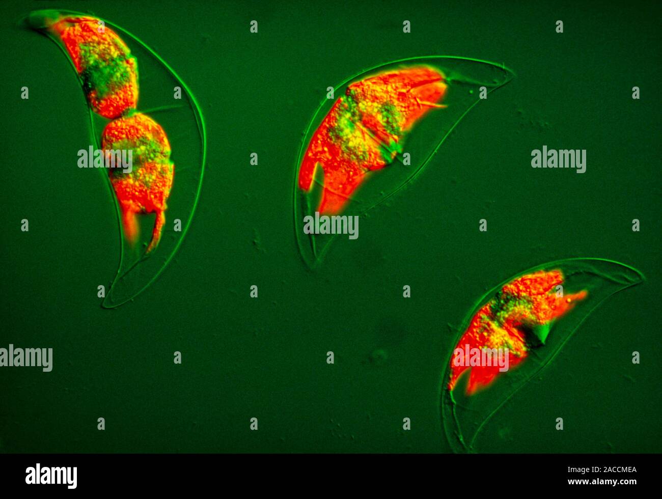Light micrograph of plant organism Pyrocystis lunula . This plant is ...