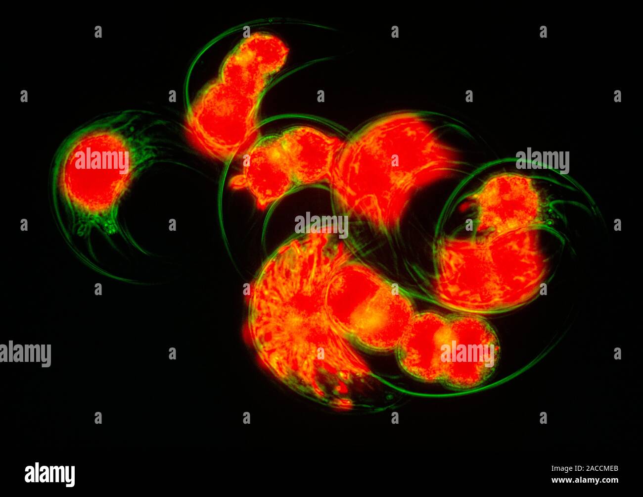 Light micrograph of Pyrocystis lunula, an algae, showig chlorophyll ...