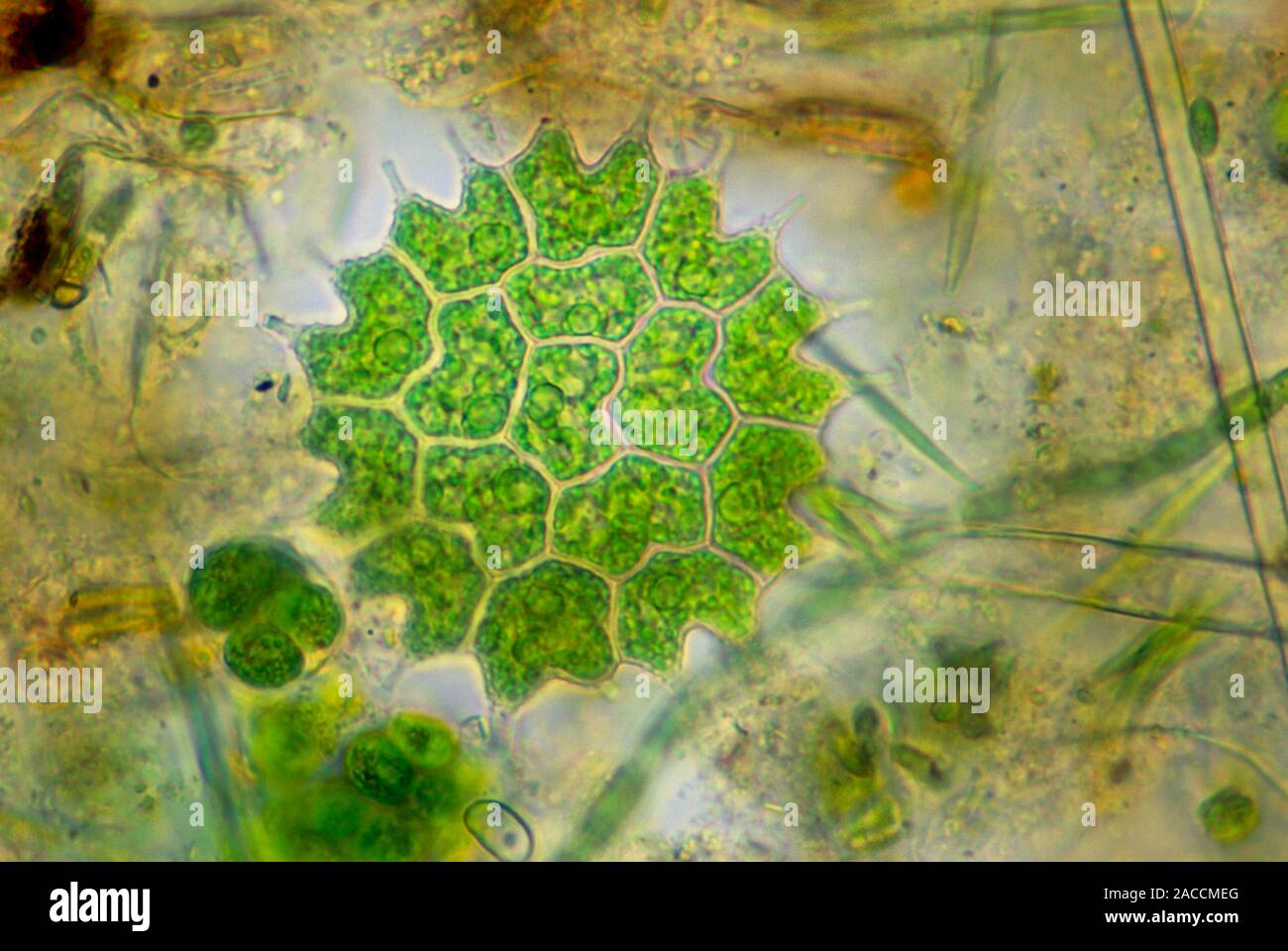Light micrograph of the green algae Pediastrum sp. , a common component ...