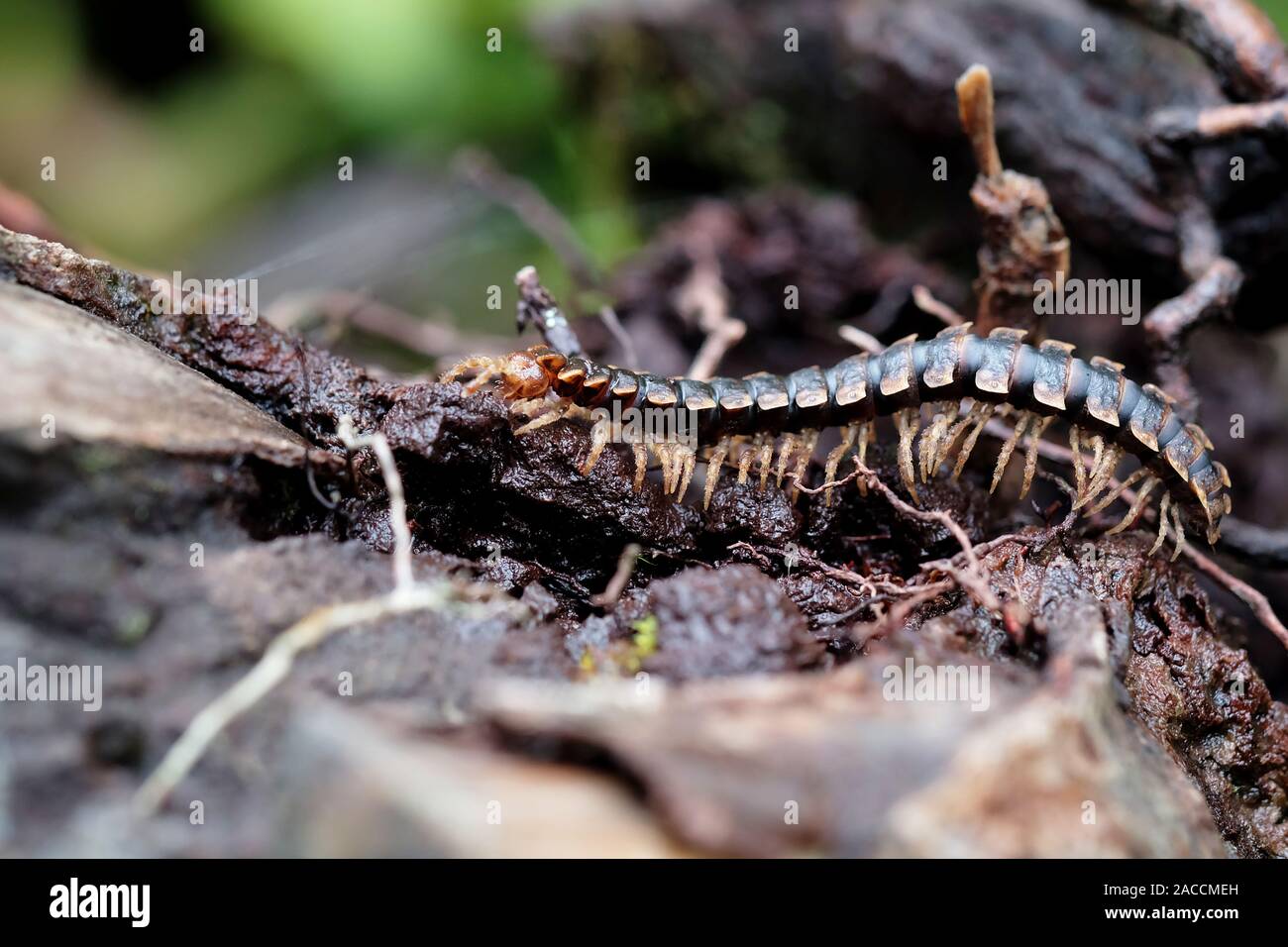 Jungle centipede hi-res stock photography and images - Alamy