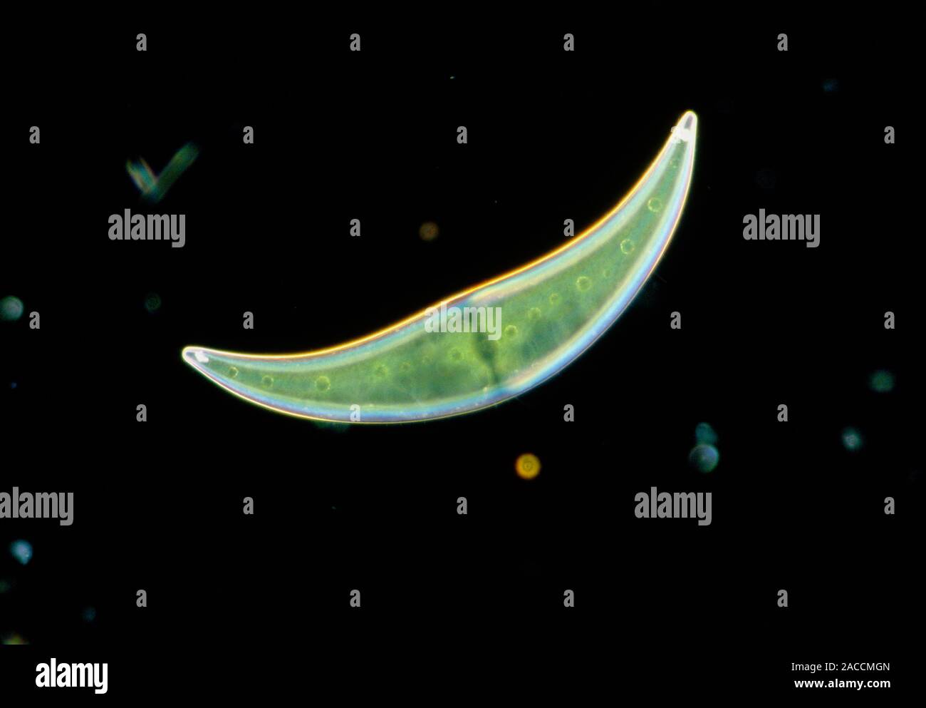 Light micrograph of the desmid Closterium dianae. The desmids are a ...