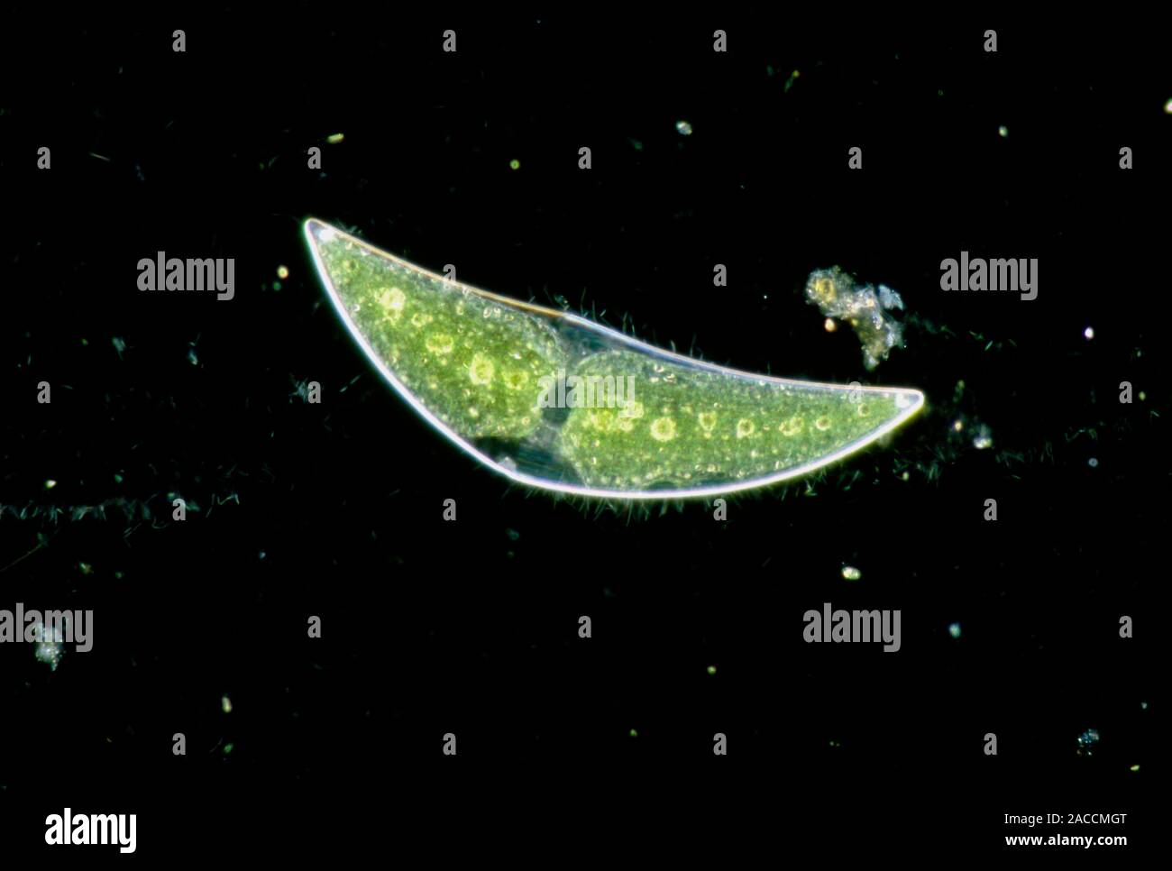 Light micrograph of a desmid, Closterium monili- ferum. The desmids are ...