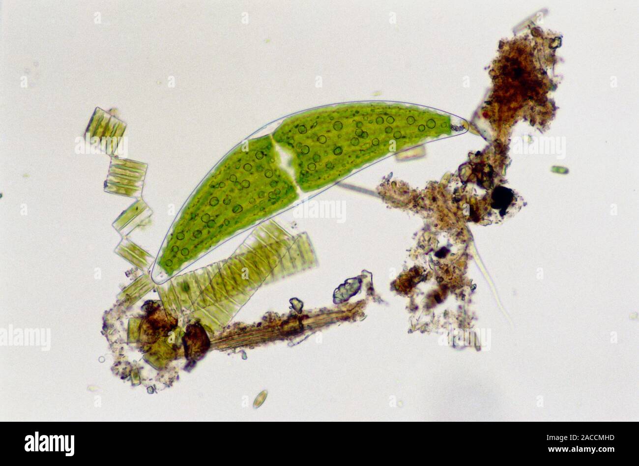 Light micrograph of Closterium Sp. (the lens- shaped object), a fresh ...
