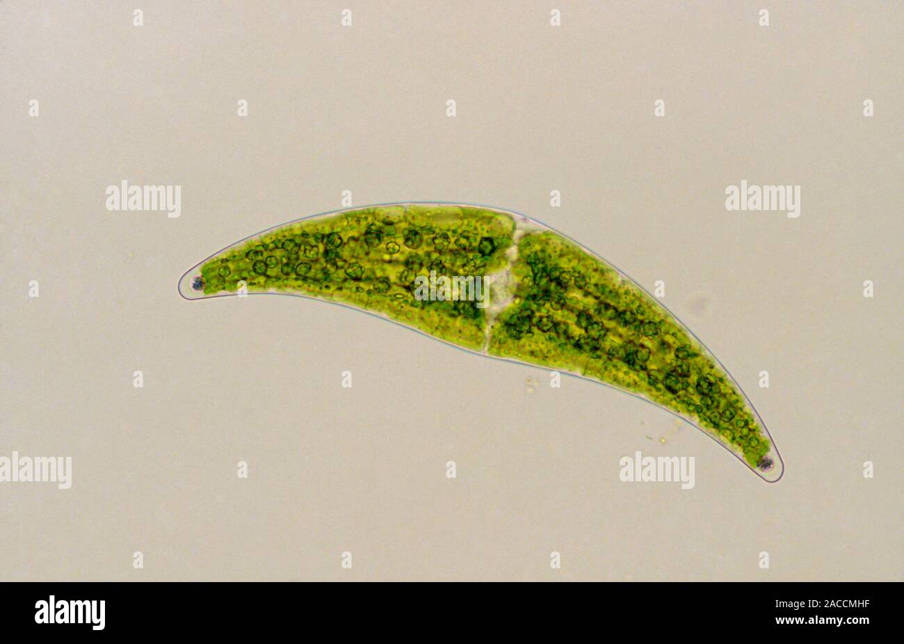 Light micrograph of Closterium Sp. , a fresh water unicellular desmid ...