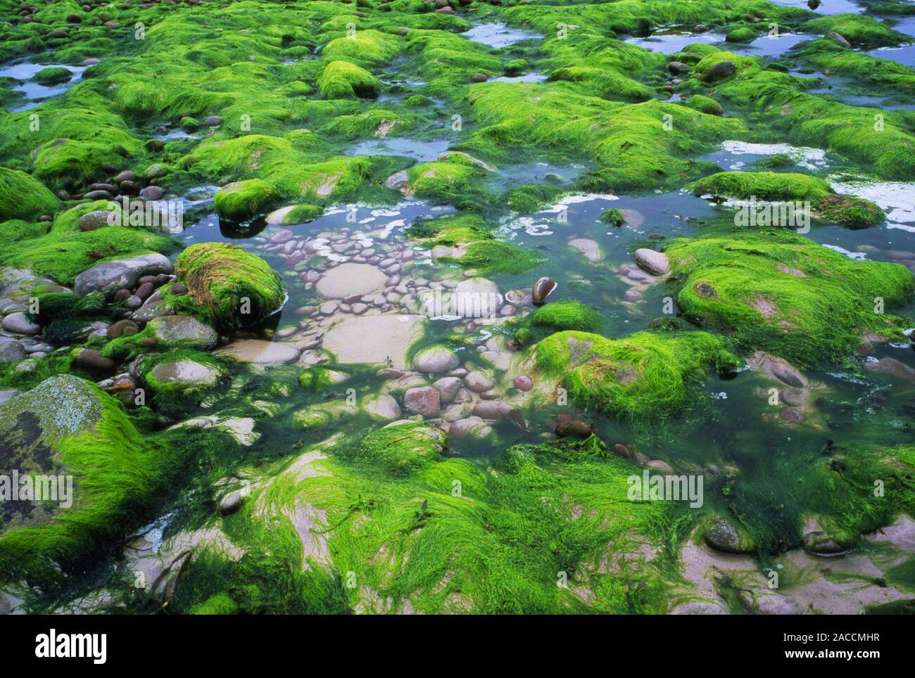 Green algae, Chlorophyta, floating on sea shore rocks. Algae is a ...