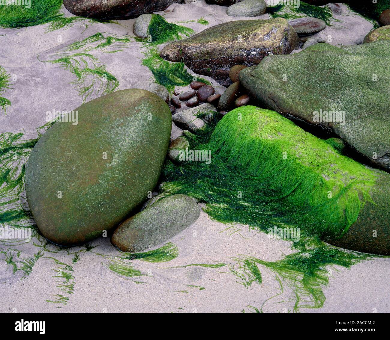 Green algae. Hair-like green algae (Chlorophyta) clinging to rocks in a ...
