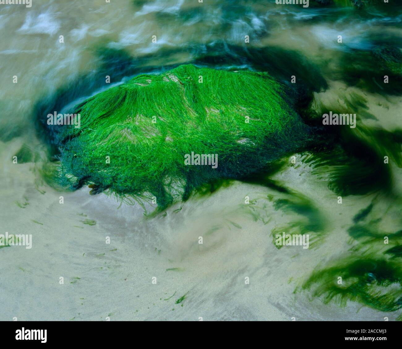Green algae. A mass of hair-like green algae (Chlorophyta), half ...