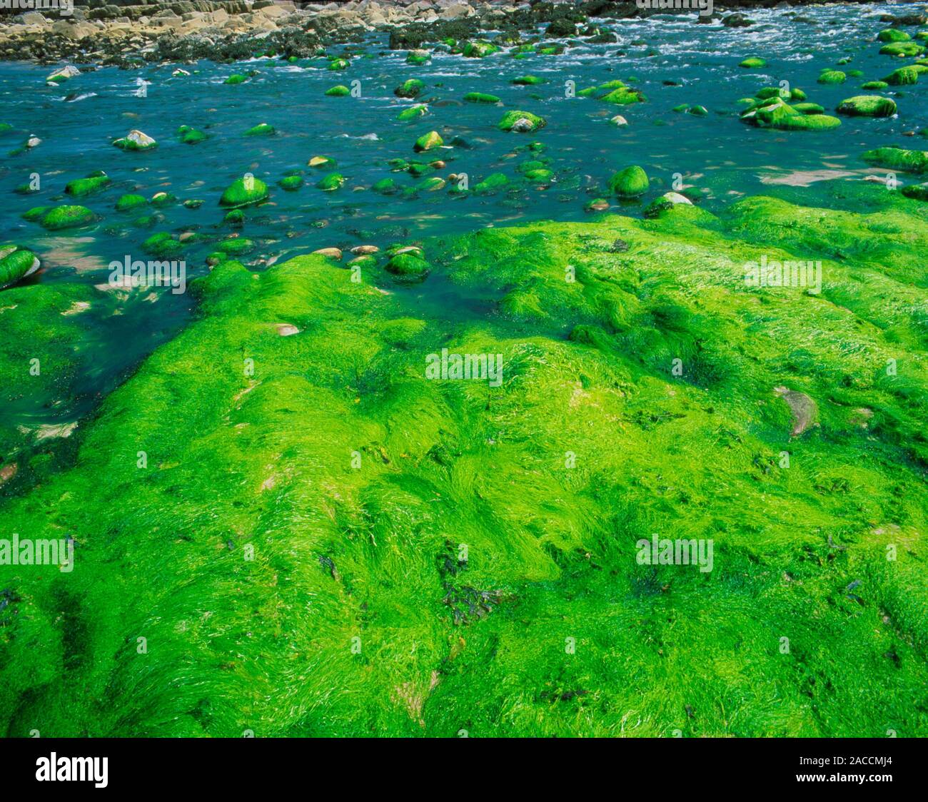 Green algae. A mass of hair-like green algae (Chlorophyta), half ...