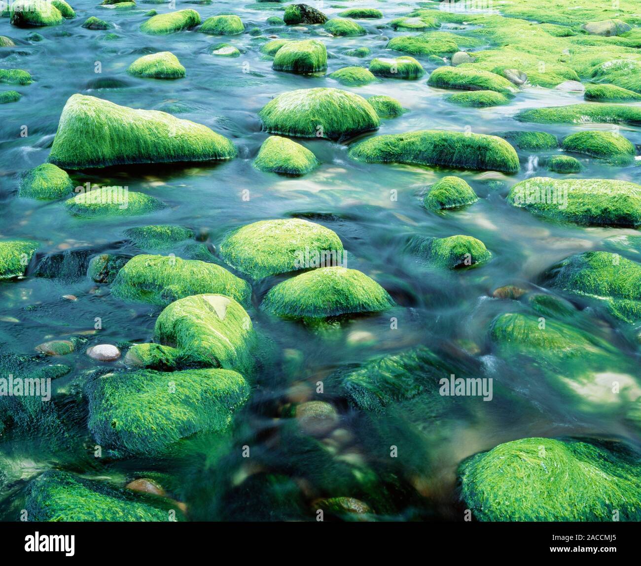 Green algae. A mass of hair-like green algae (Chlorophyta), half ...