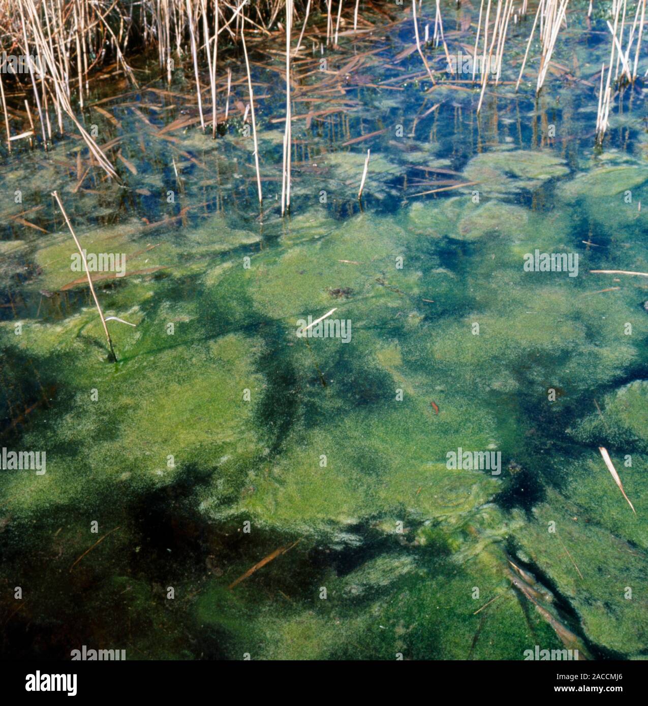 Water weed. Clumps of water weed, Spirogyra sp. infest a ditch ...