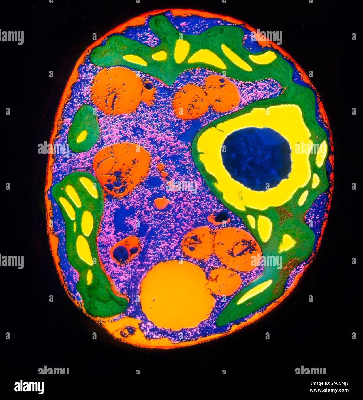 Coloured Transmission Electron Micrograph of a section through the ...