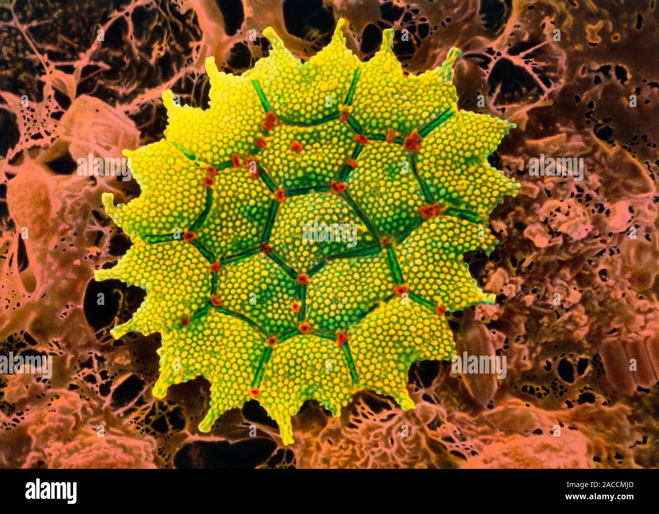Pediastrum. Coloured scanning electron micrograph (SEM) of the disc ...
