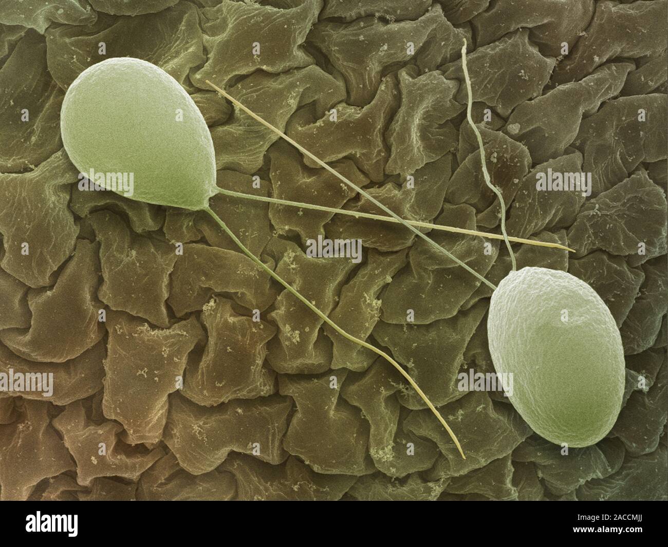 Green algae. Coloured scanning electron micrograph (SEM) of two ...