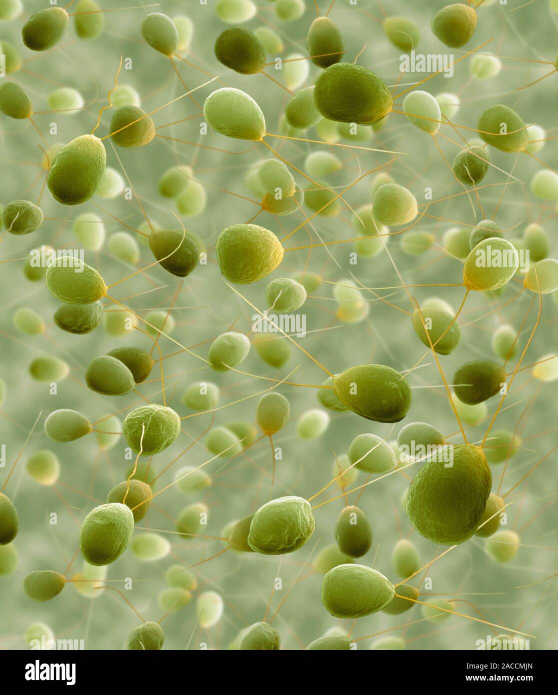 Green algae. Coloured scanning electron micrograph (SEM) of ...