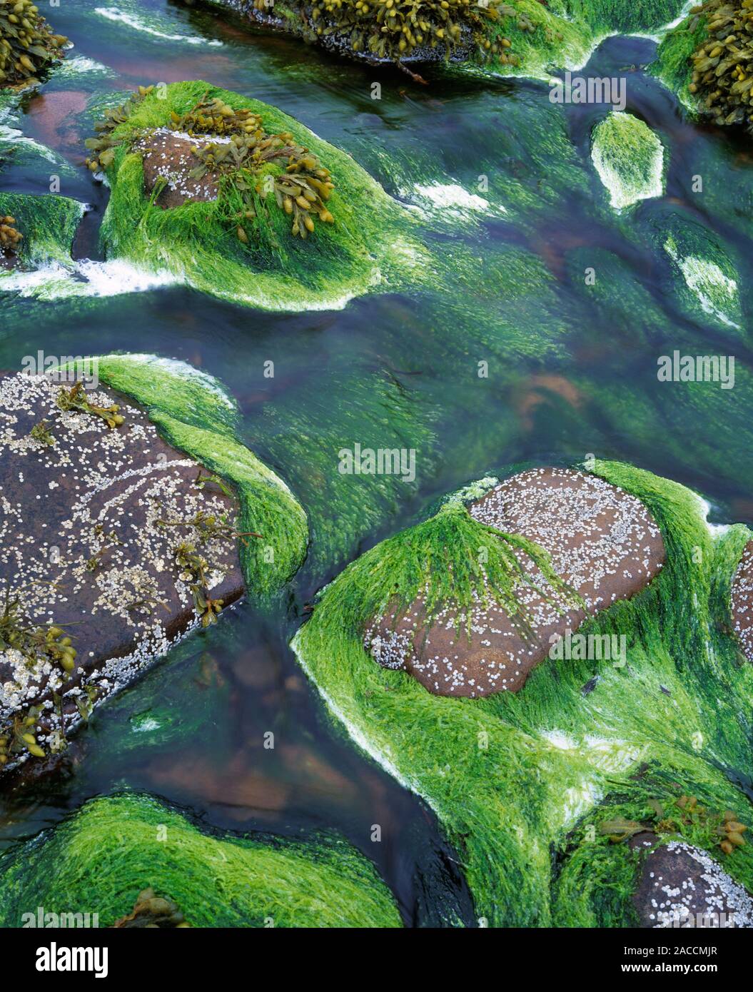 Green algae. Hair-like green algae (Chlorophyta) clinging to rocks ...