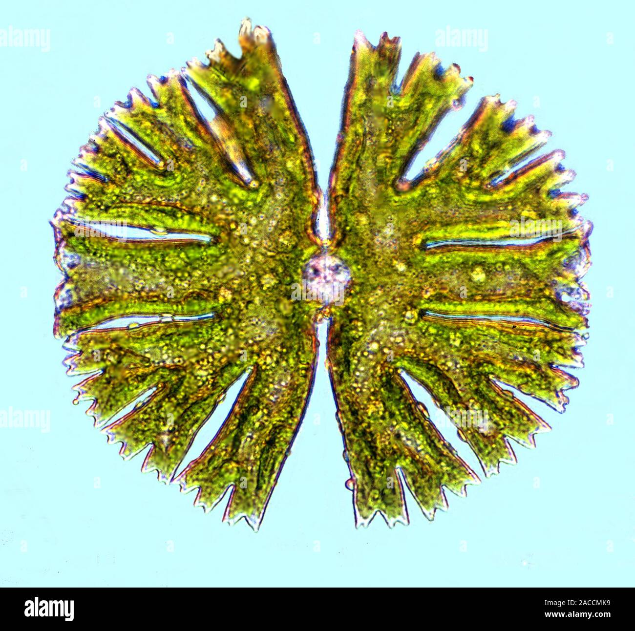 Desmid alga (Micrasterias sp.), light micrograph. Desmids are a common ...
