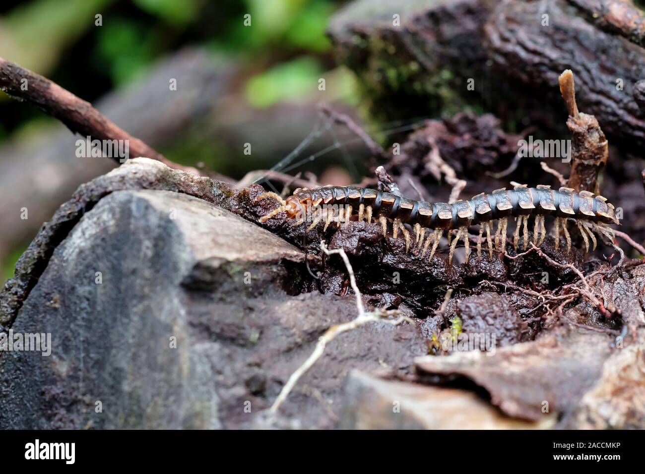 Close Up Of A Black Centipede Stock Photo - Alamy