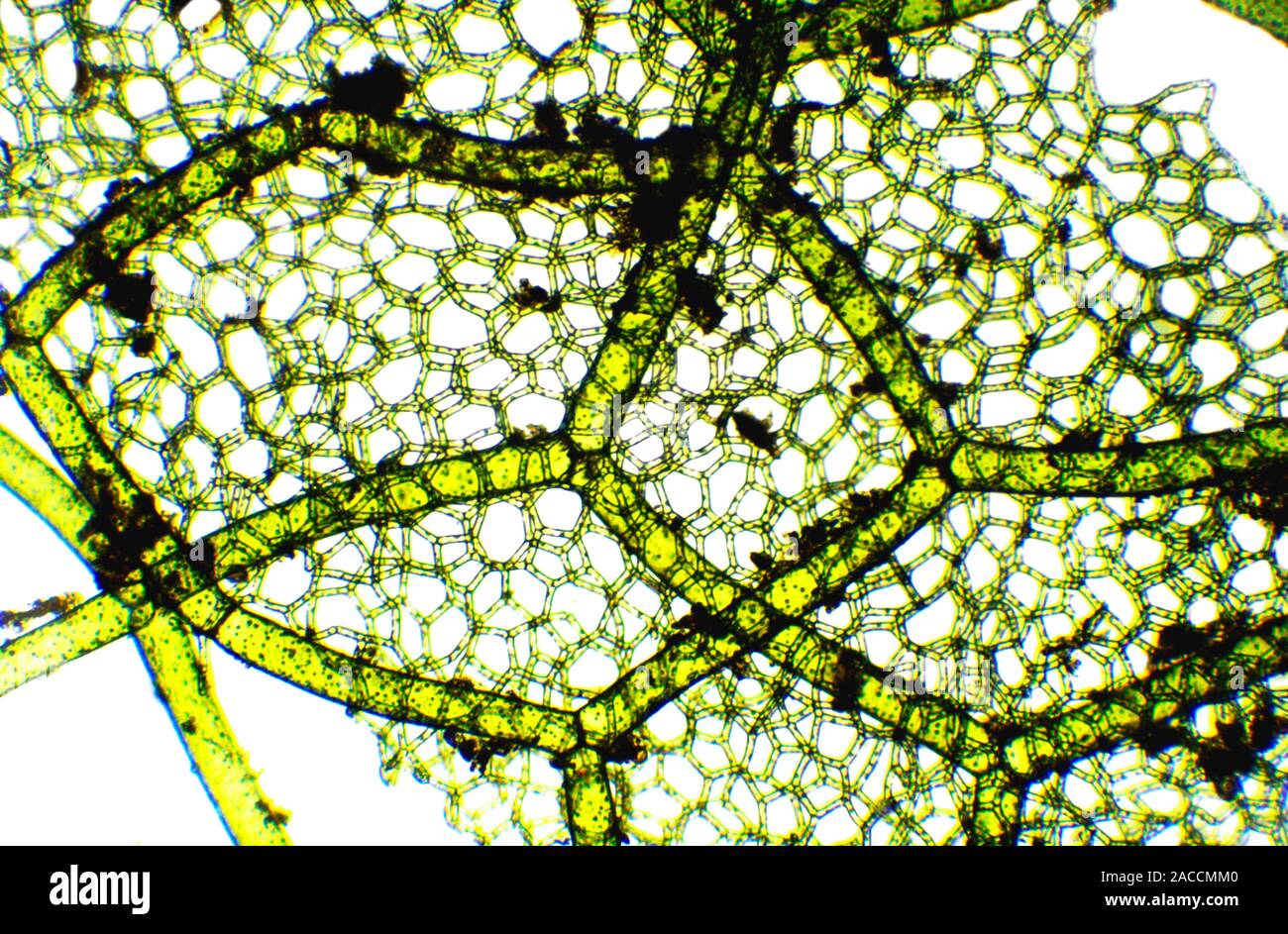 Freshwater alga. Light micrograph of a freshwater alga, the water net ...
