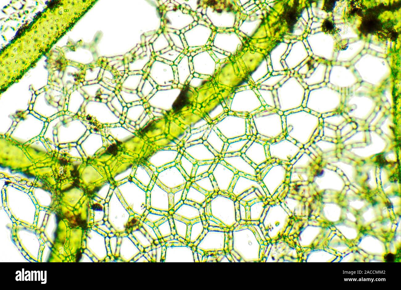 Freshwater alga. Light micrograph of a freshwater alga, the water net ...