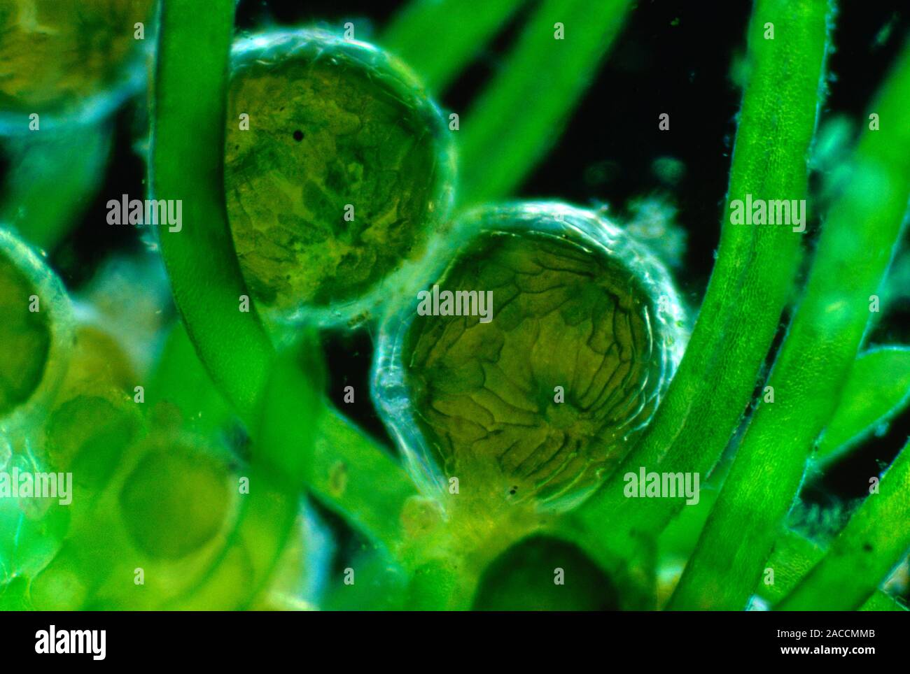 Stonewort, Nitella. Close up of stonewort plant anatomy showing the ...