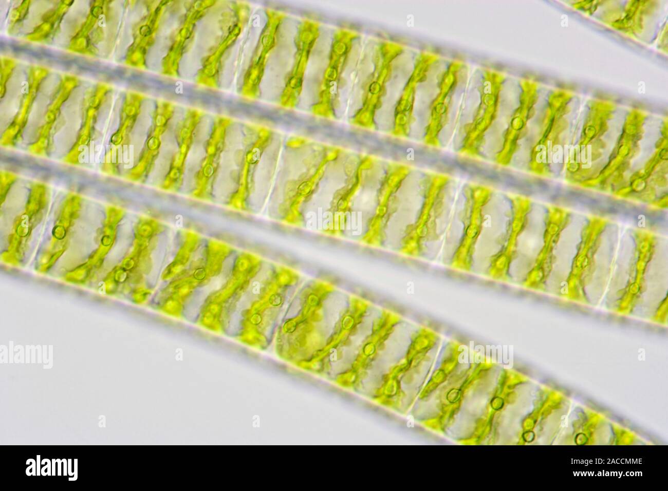 Spirogyra algae. Light micrograph of filaments of the alga Spirogyra sp ...