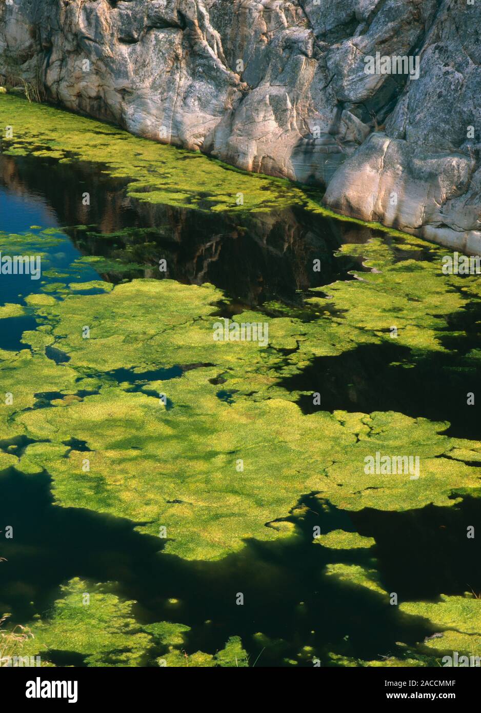 Green algae in seawater floating on the water surface in an inlet Stock ...