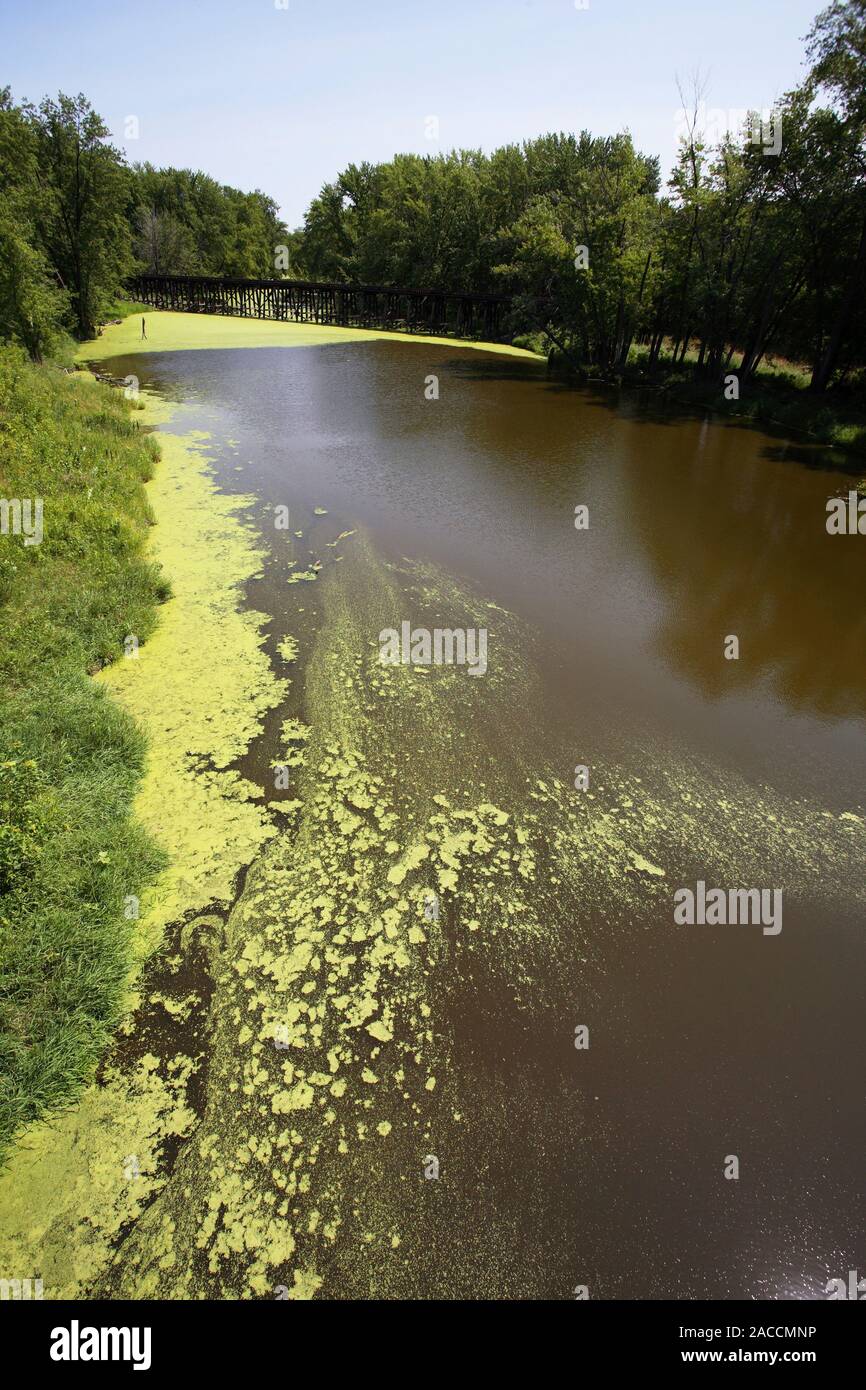 Green algae in a stagnant river. Photographed near the Trestle Bridge ...