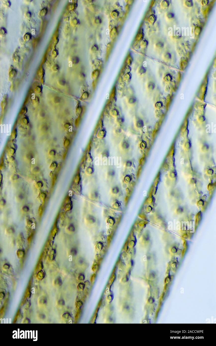 Spirogyra algae. Light micrograph of filaments from Spirogyra sp. algae ... Spirogyra algae. Light micrograph of filaments from Spirogyra sp. algae ...