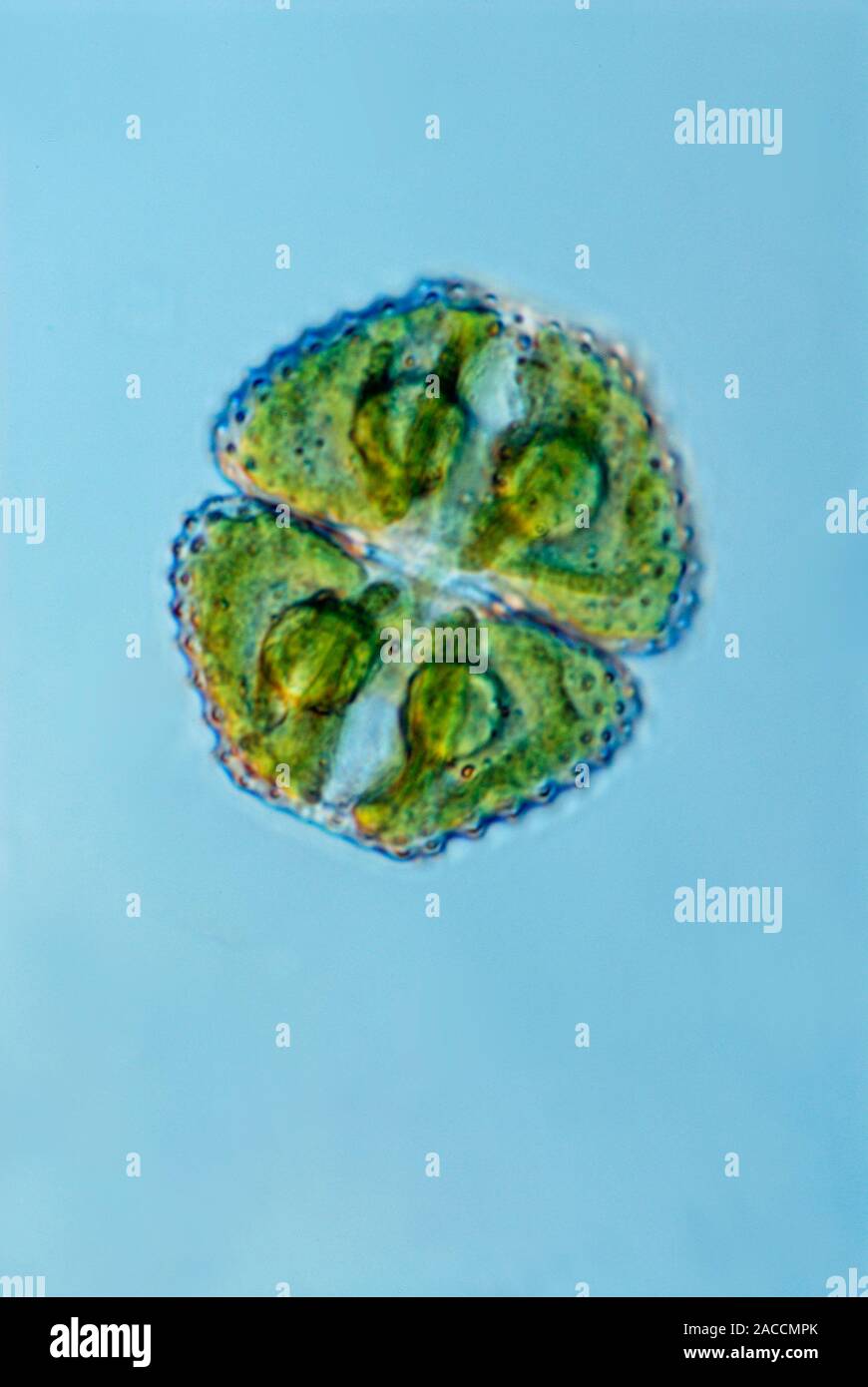 Green alga. Interference contrast light micrograph of the alga ...
