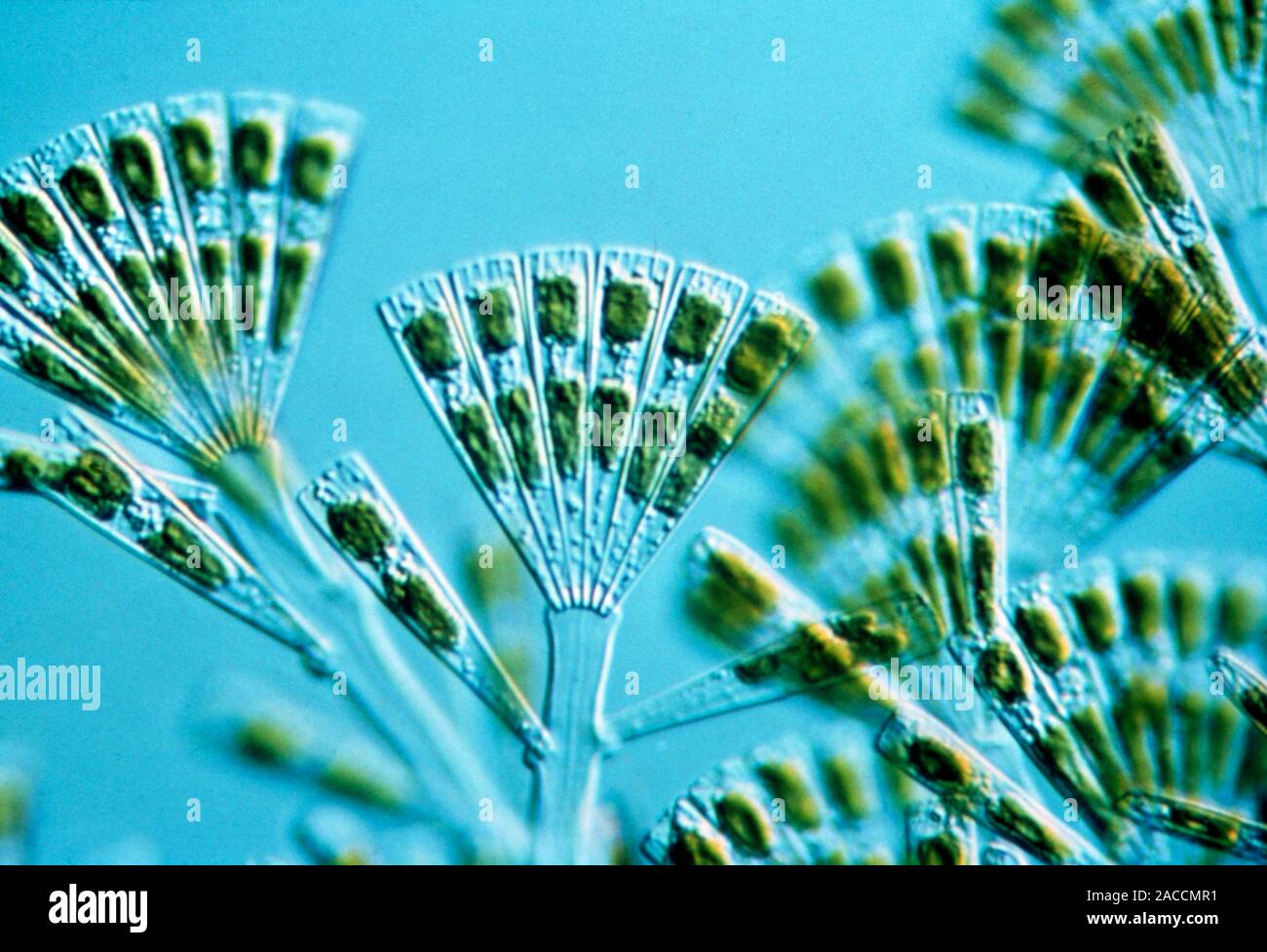 Light micrograph of Licmophora flabellata, an epiphytic colonial diatom ...