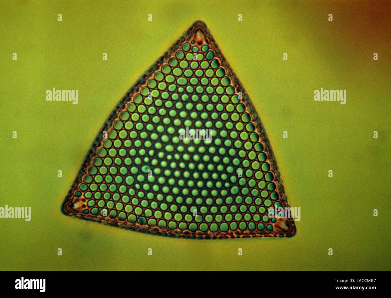 Diatom alga. Light micrograph of the triangular- shaped diatom ...