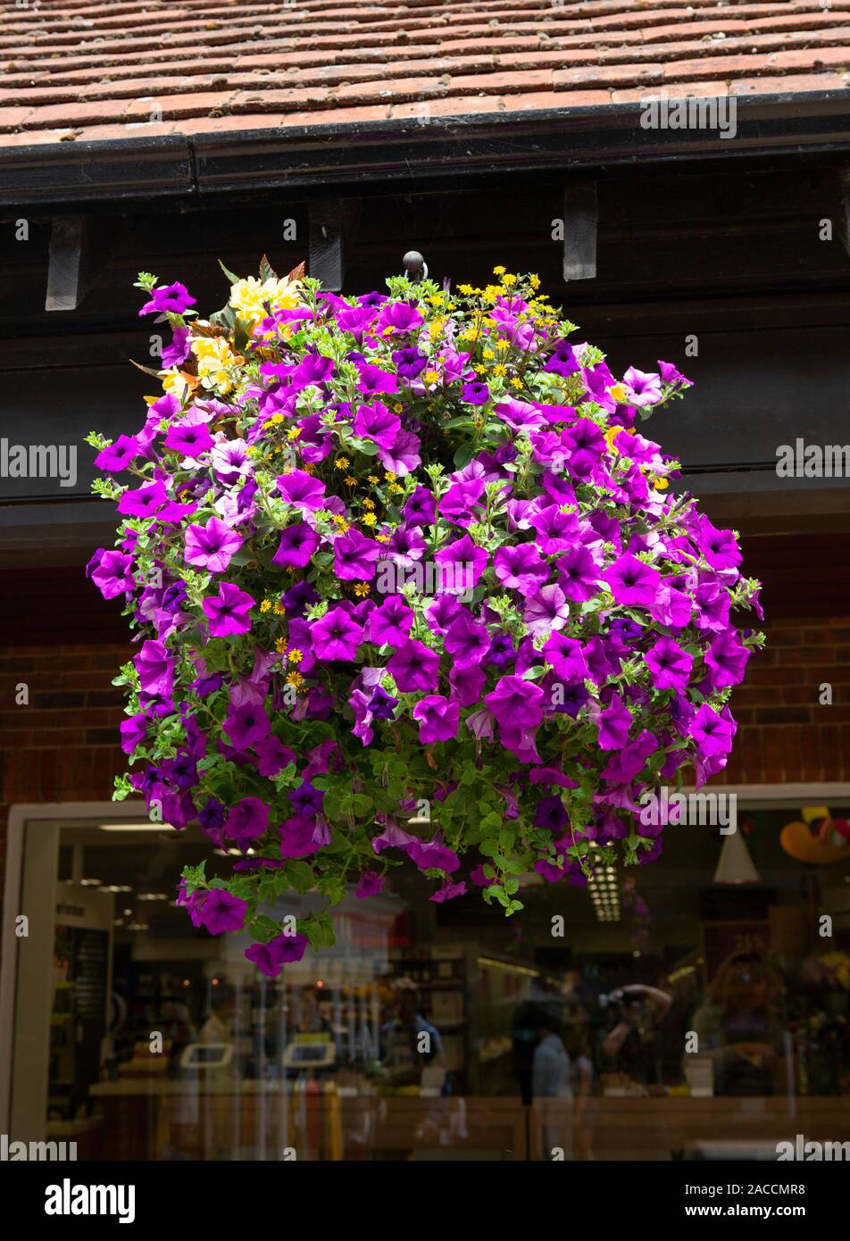 Farnham in Bloom. Surrey town of Farnham holds it's annual flower and ...