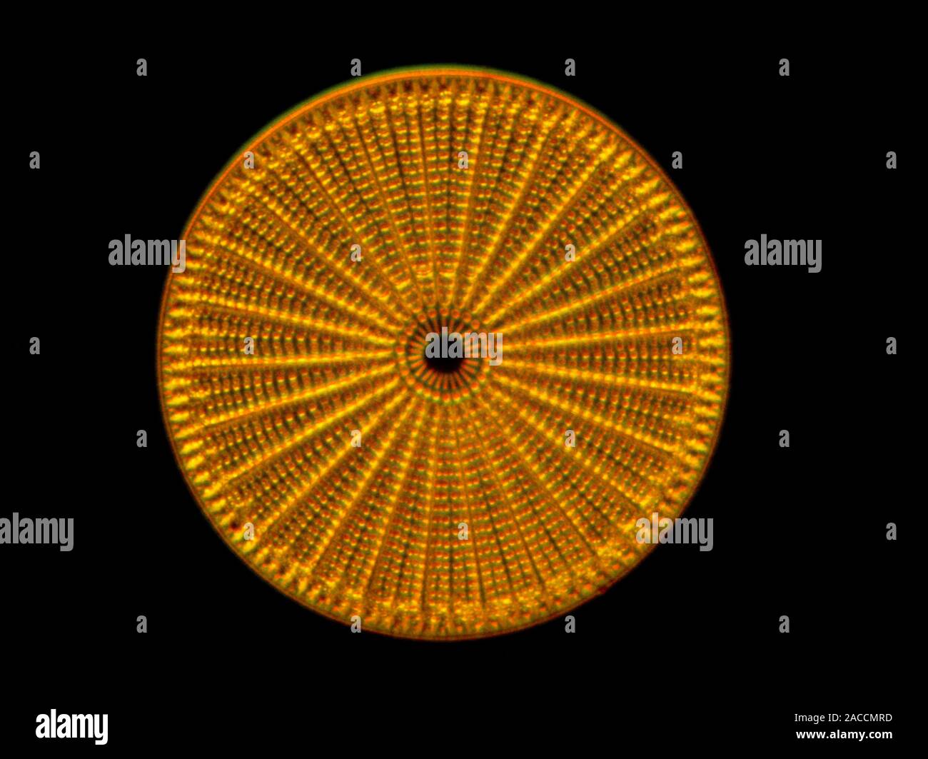 Diatom alga. Light micrograph of the disk-shaped diatom Arachnoidiscus ...