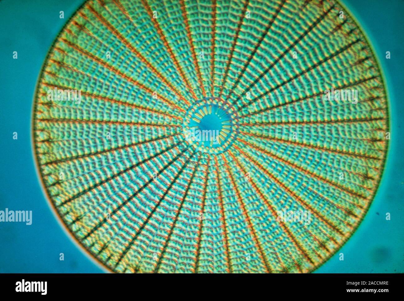 Diatom alga. Light micrograph of the disk-shaped diatom Arachnoidiscus ...