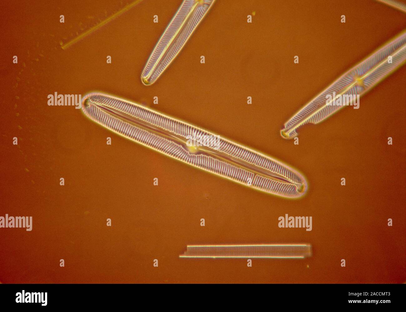 Light micrograph of the pennate diatom Pinnularia major, a member of a ...