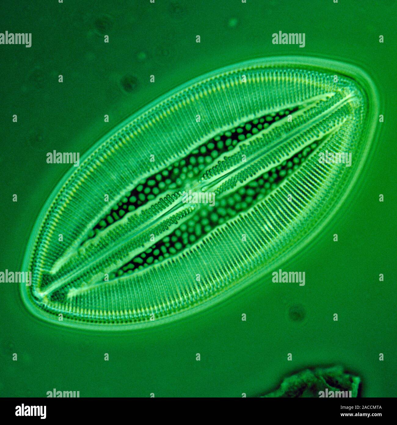 Light micrograph of an unidentified diatom. The diatoms are a ...