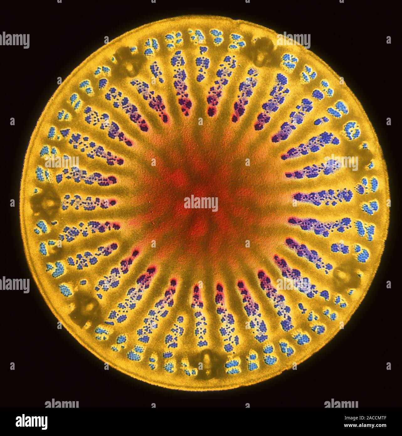 False-colour transmission electron micrograph (TEM) of Cyclotella ...