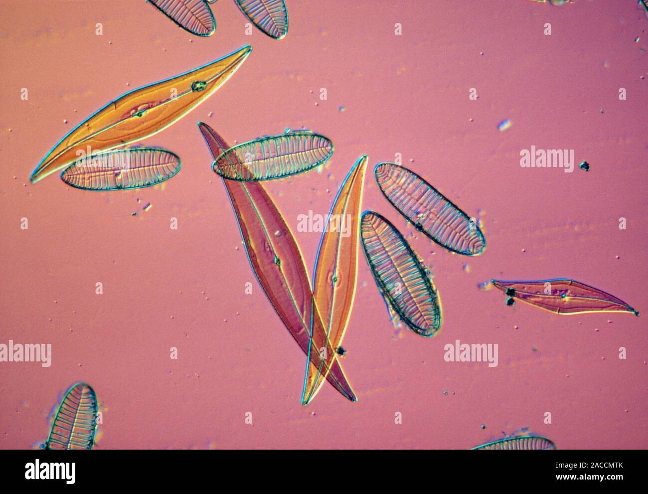 Light micrograph of an assortment of diatoms. The diatoms are a ...