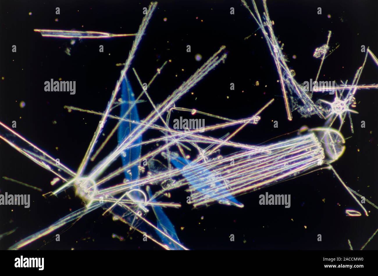 Light micrograph of examples of Antarctic marine diatom. The diatoms ...