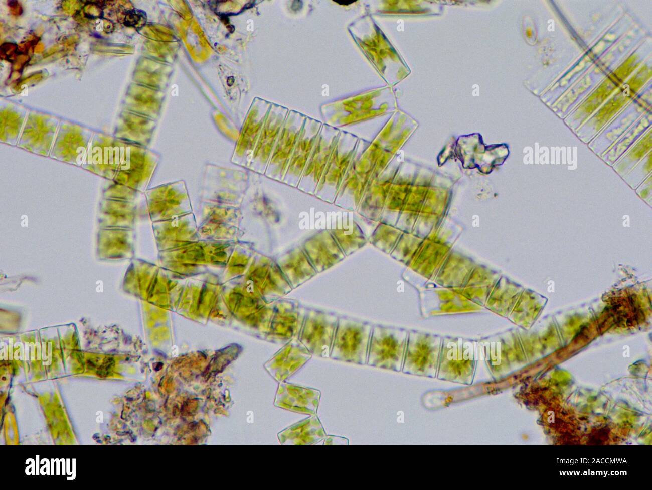 Light micrograph of assorted freshwater diatoms. The rectangular ...