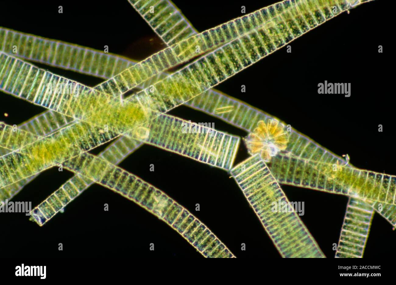 Light micrograph of the diatom Fragillaria sp.. The filaments seen here ...