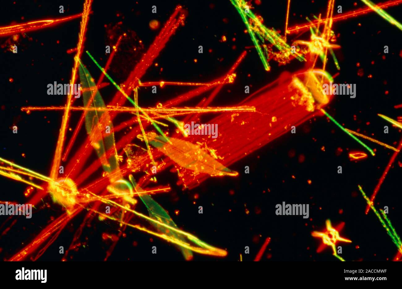 Light micrograph in Rheinberg illumination of various Antarctic diatom ...