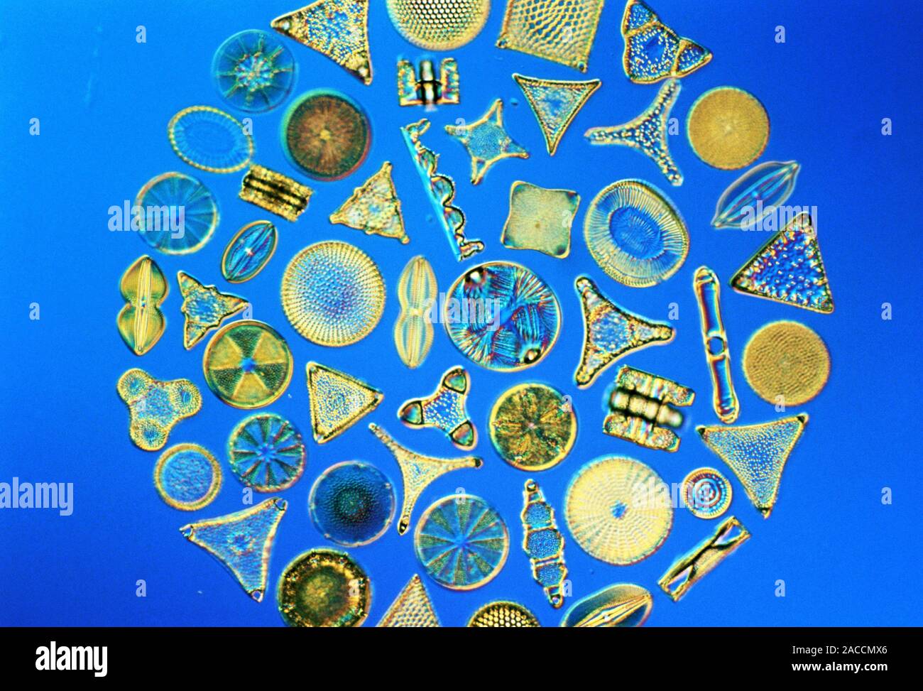 Light micrograph of different species of seawater diatoms ...