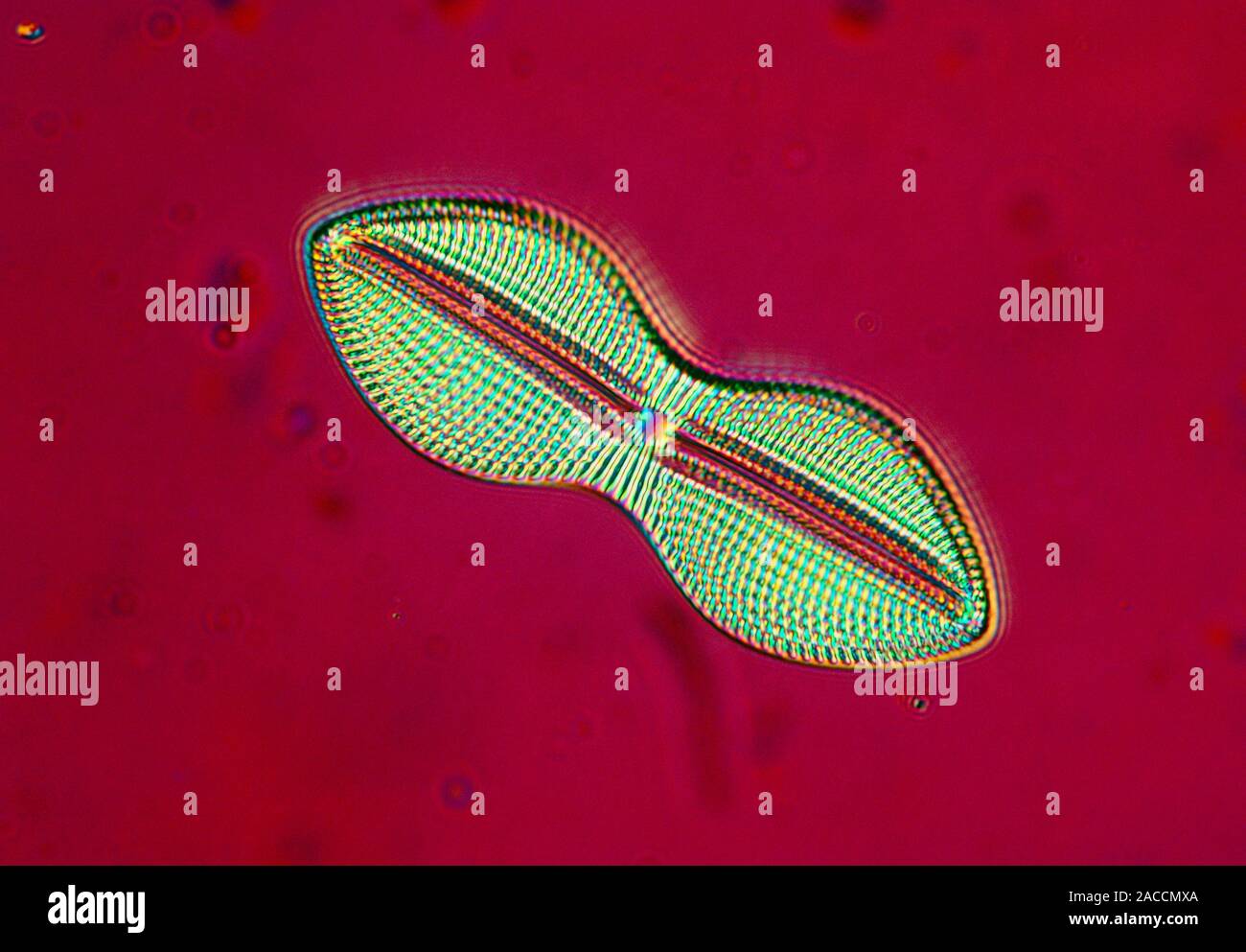Light micrograph of the marine diatom, Navicula sp.. Diatoms are a ...
