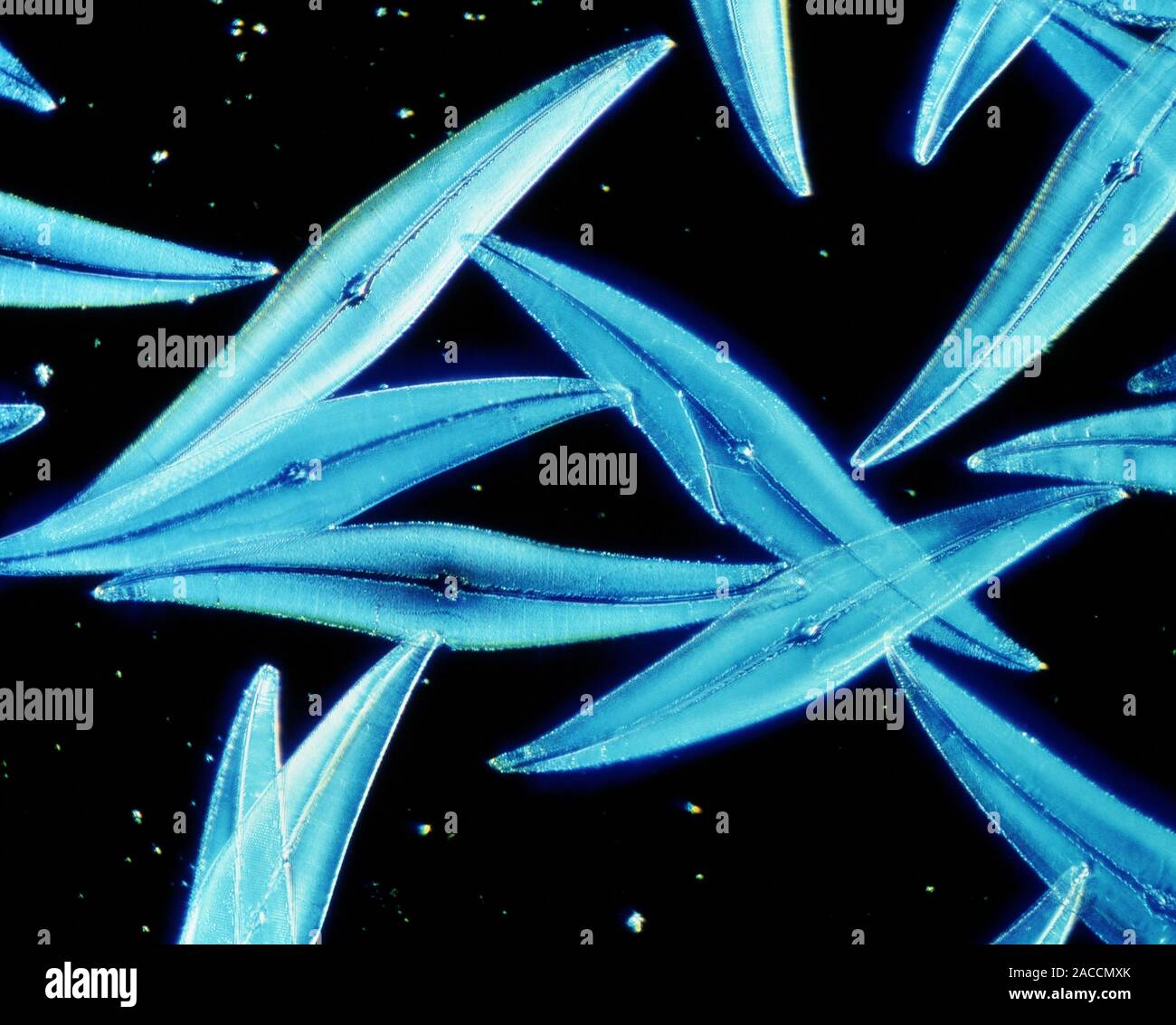 Pennate diatoms. Light micrograph of a group of diatoms Pleurosigma ...