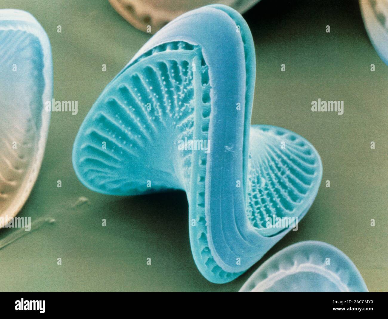 Diatoms. Coloured scanning electron micrograph of the diatom ...