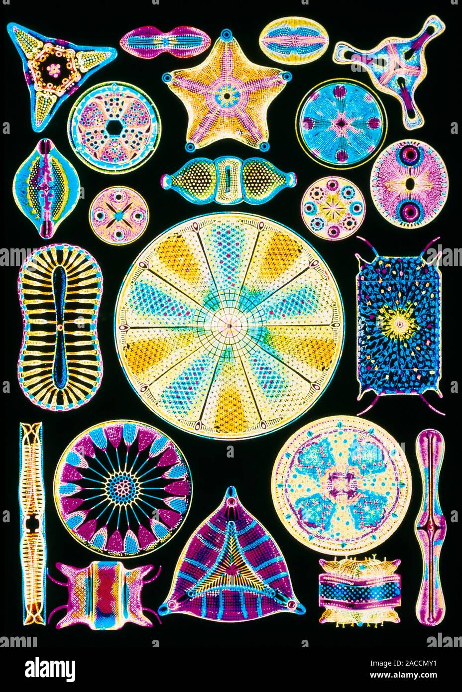 Diatoms. Computer-enhanced engraving of assorted species of diatom ...