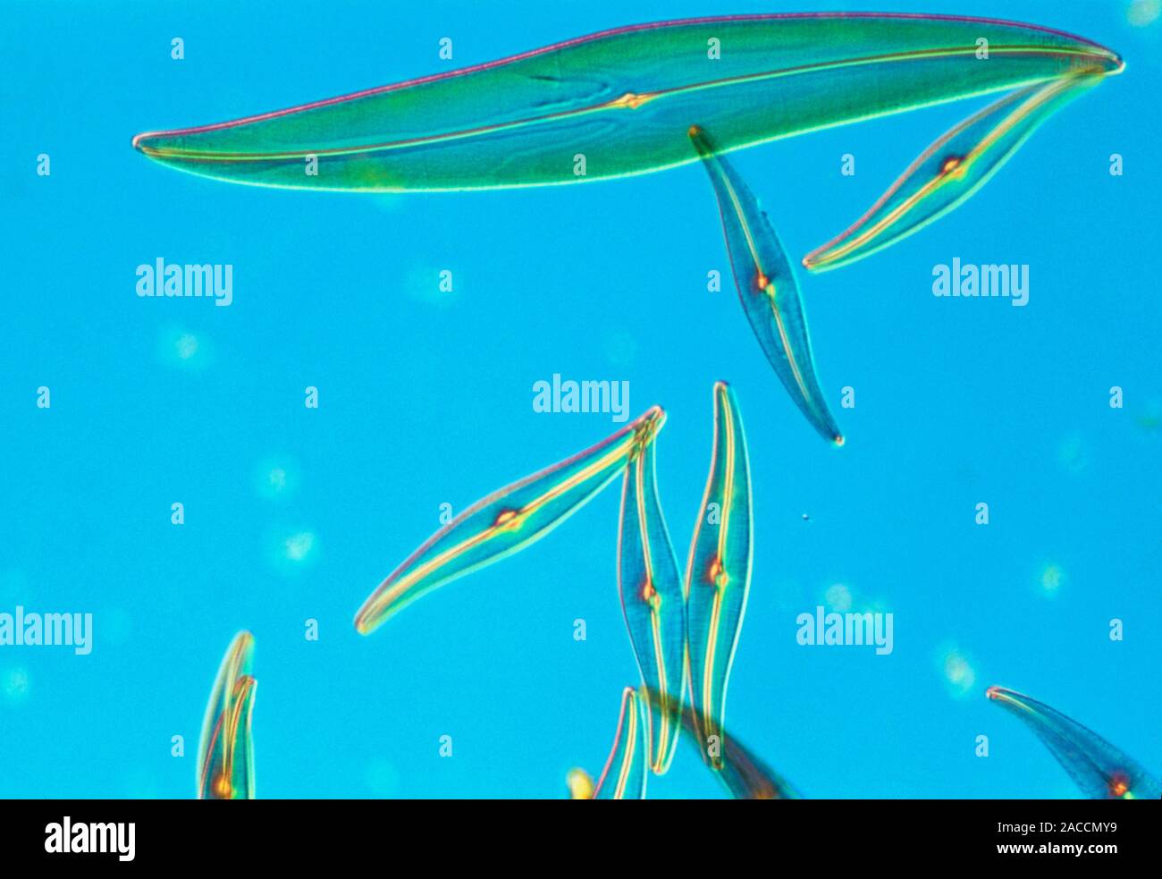 Gyrosigma. Light micrograph of the rod-shaped pennate diatom Gyrosigma ...