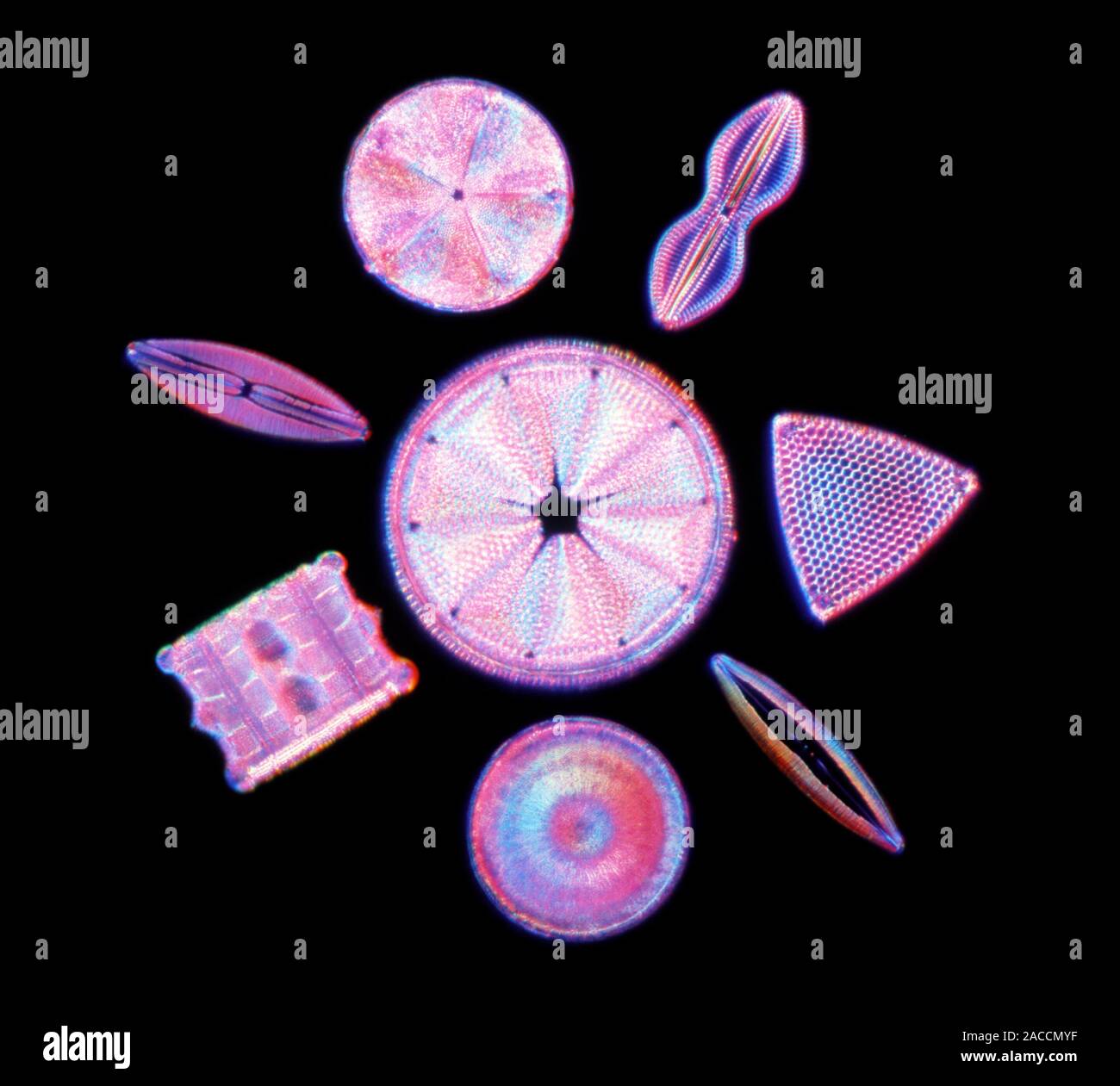 Diatoms. Light micrograph of assorted species of diatom, a group of ...