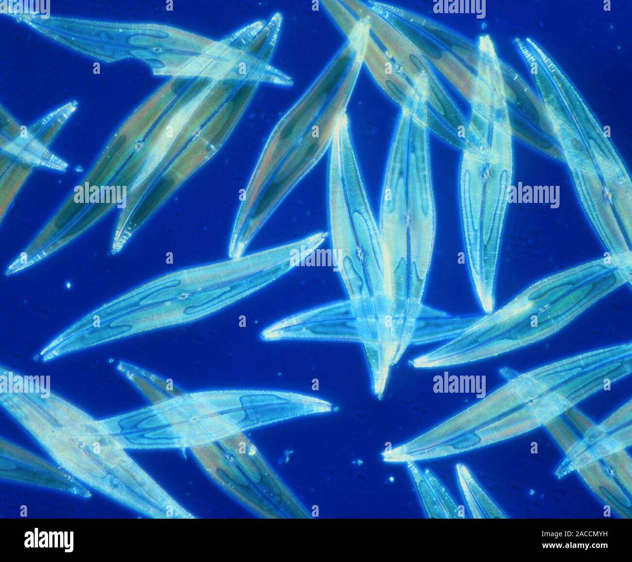 Diatoms. Light micrograph of pennate diatoms, a group of single-celled ...